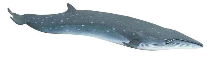 Safari Ltd. Sei Whale – The Florida Nomad